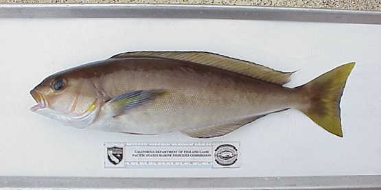 CA Marine Species Portal