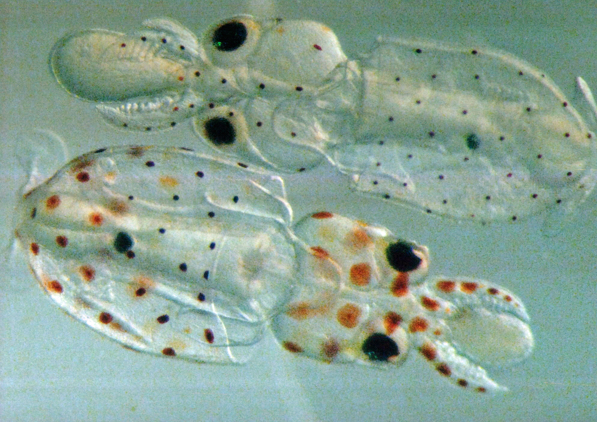 CA Marine Species Portal