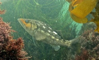Calico Bass Underwater