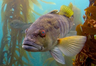 CA Marine Species Portal