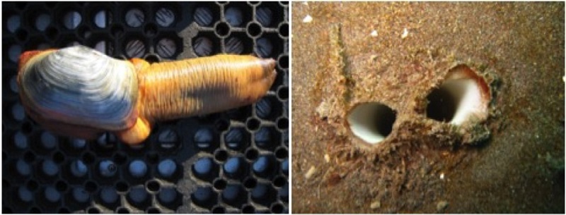 CA Marine Species Portal