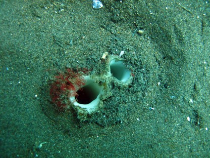 CA Marine Species Portal