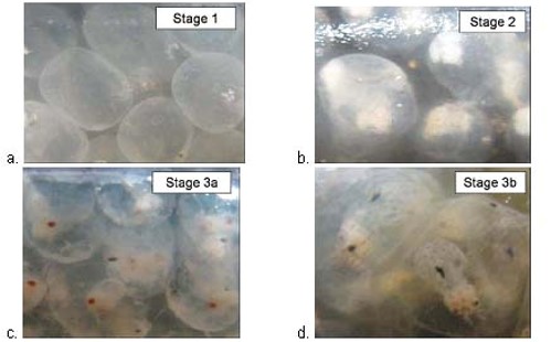 CA Marine Species Portal