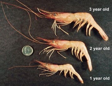 CA Marine Species Portal